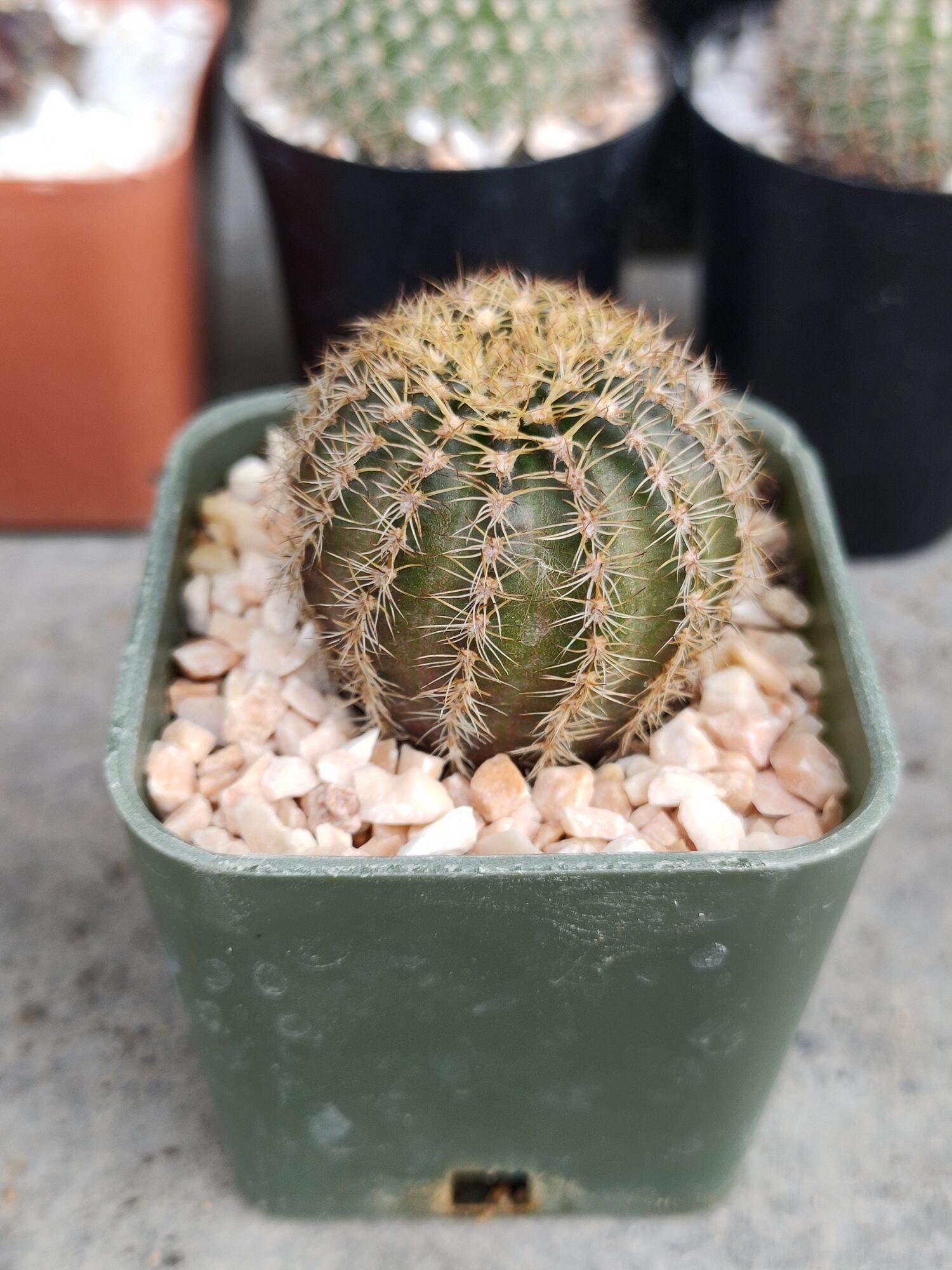 โลบิเวียผิวม่วงดำ ดอกสวยมาก ไม้หายากน่าสะสม Lobivia napina - Lookma ...