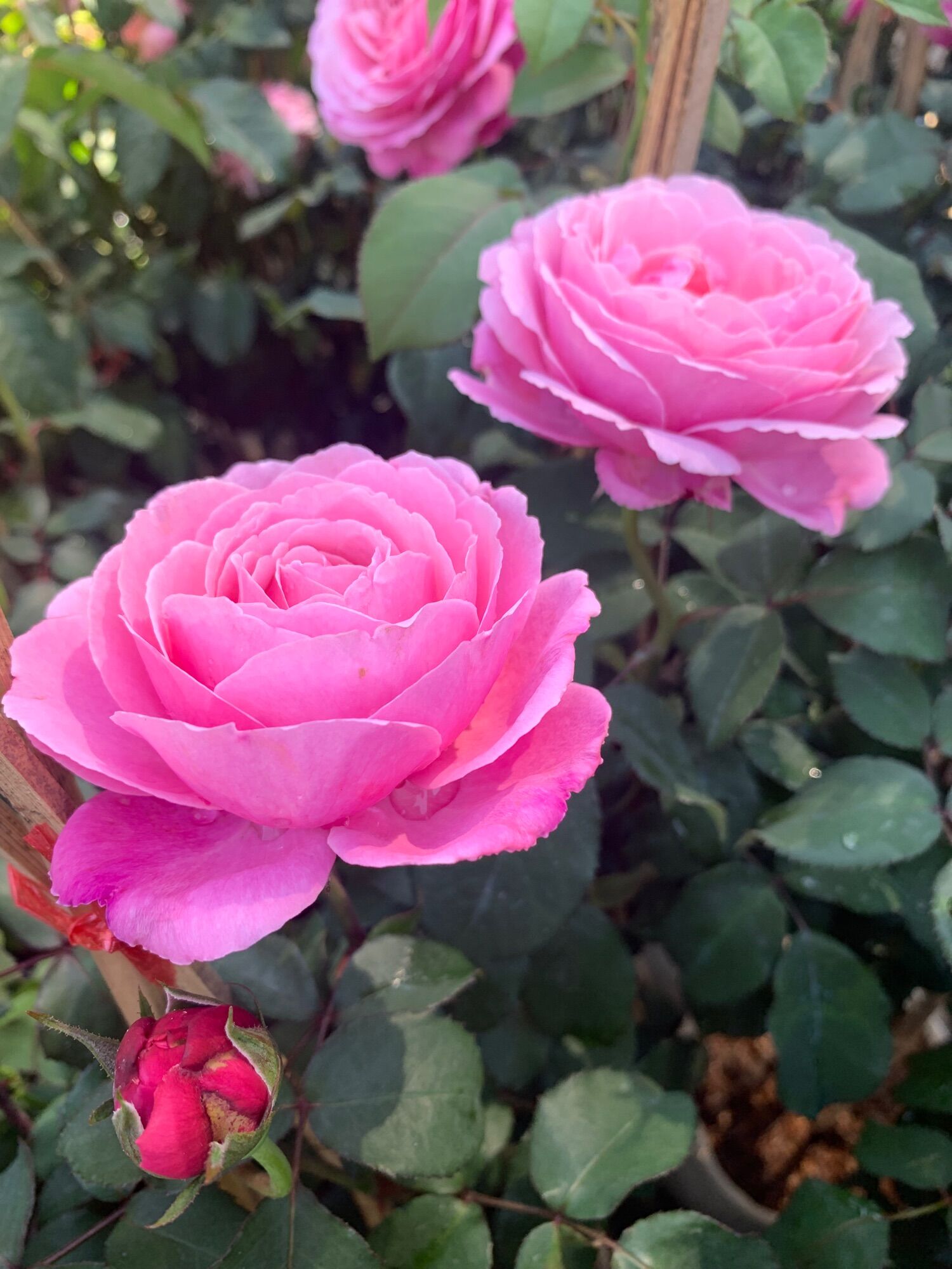 ต้นกุหลาบ สีชมพู กุหลาบเลื่อย (seoul emmanuelle rose) พุ่มสูง 70-80 ซม. ...