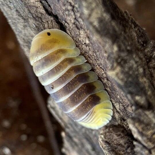 Isopod Jupiter จำนวนจำกัด พิเศษ ตัวละ 475 บาท - @2022 Everything - ThaiPick