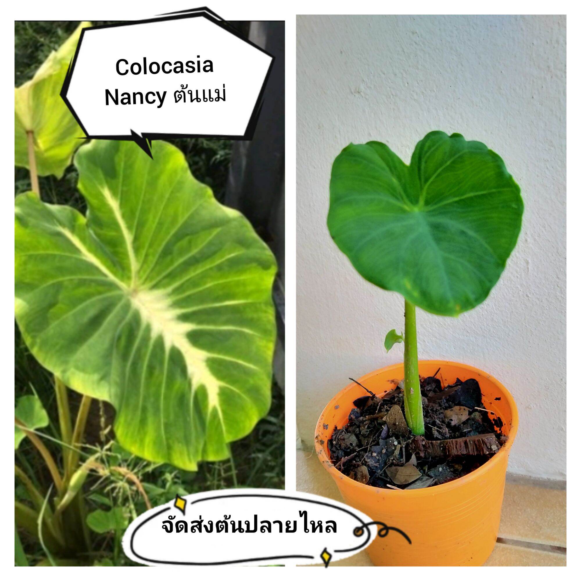 colocasia Nancy โคโลคาเซียแนนซี่ ต้นปลายไหลสูง15ซ. เหมาะกับการตั้งแม่ ...