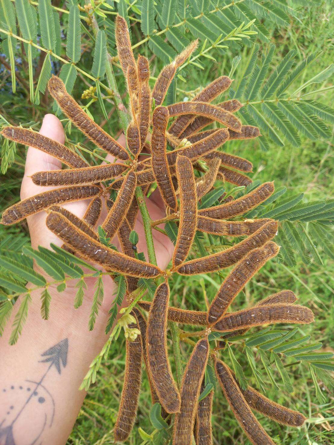 เมล็ดไมยราบยักษ์50 เมล็ด | Lazada.co.th