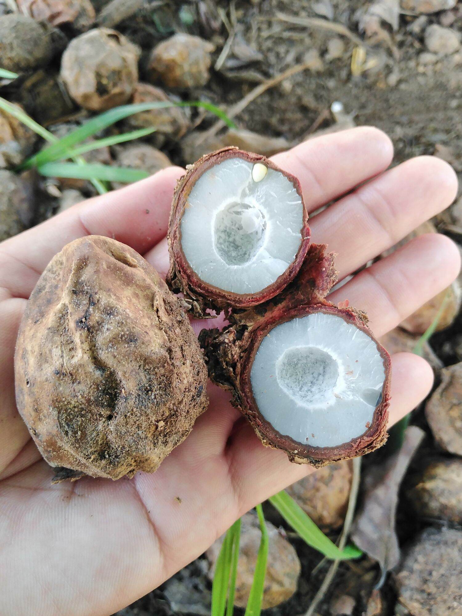 เมล็ดพันธุ์ลานบ้านหรือลานวัด (Corypha umbraculifera seeds) - เดลต้า การ ...