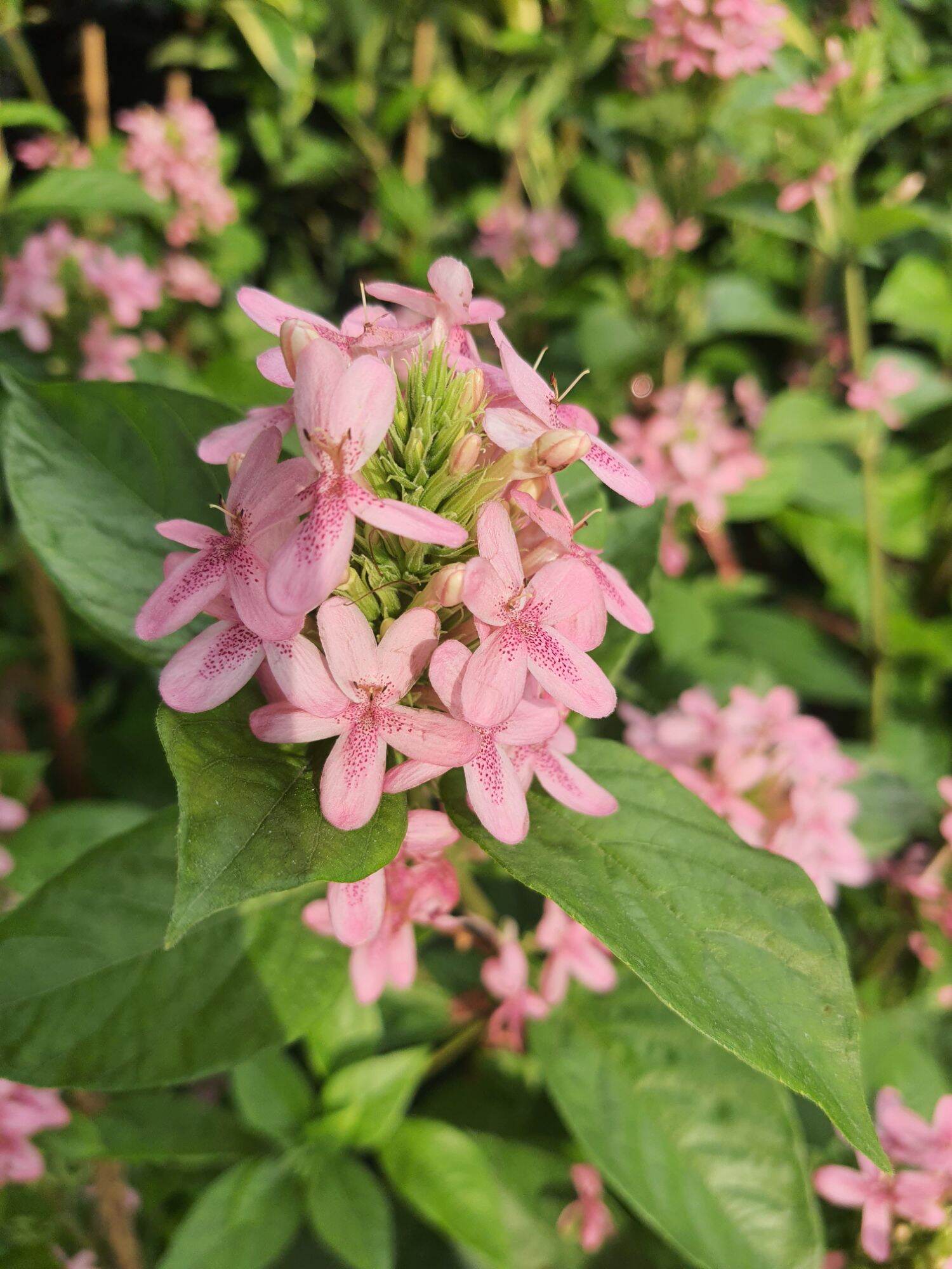 ต้นอเมริกันบิวตี้ (Pink Ruspolia) ดอกสีชมพู ไม้ดอกทรงเล็กน่าปลูกไว้ใน ...