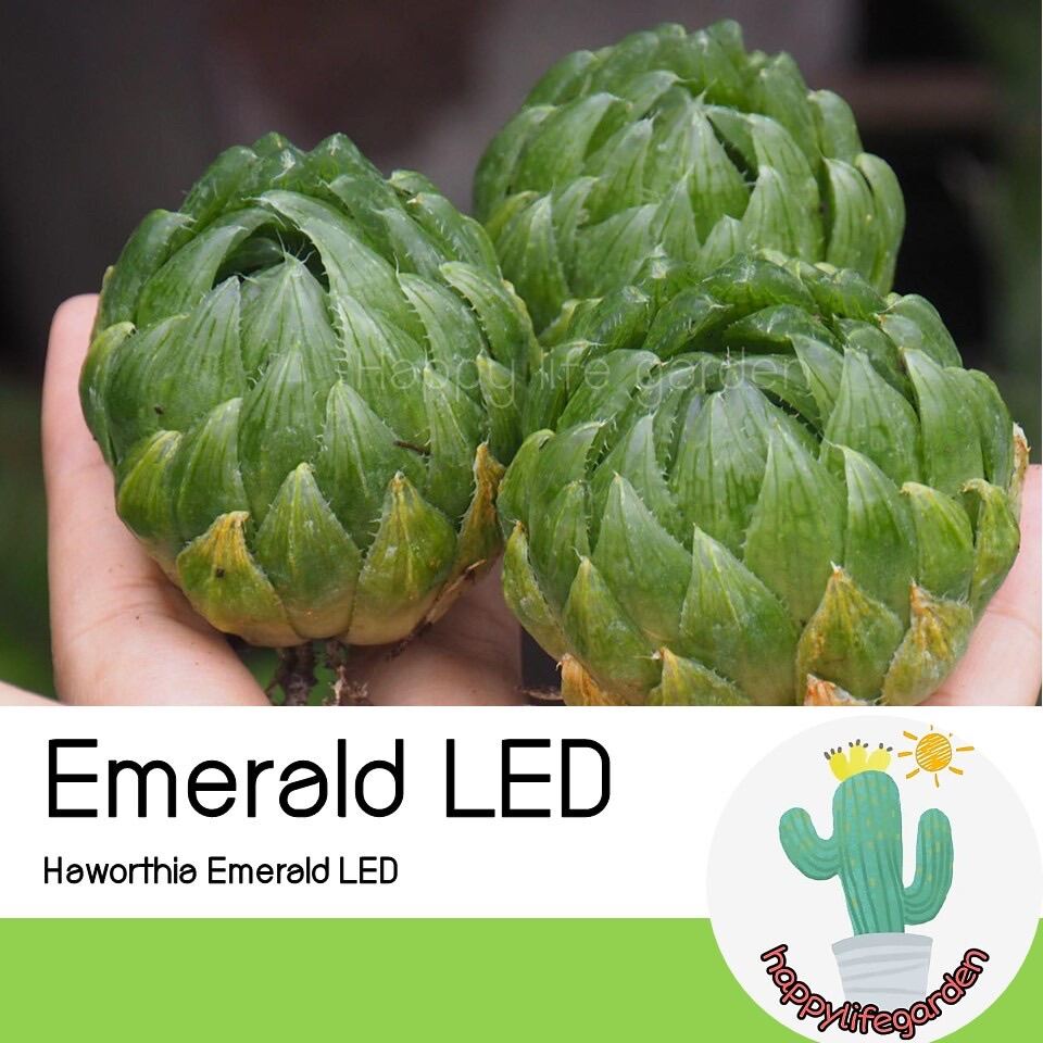ฮาโวเทีย Haworthia Emerald led 3.5-5 cm หยดน้ำ แคคตัส ส่งเปลือยราก ...