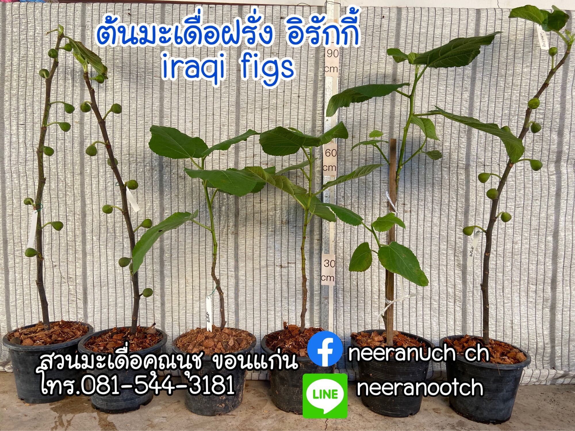 ต้นมะเดื่อฝรั่ง ติดผลแล้ว อิรักกี้ iraqi figs tree | Lazada.co.th