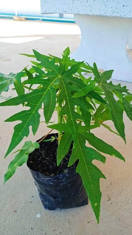 ต้นมะละกอต้นเตี้ยชุมแพ พันธุ์เตี้ยติดผลดก - red_tree - ThaiPick