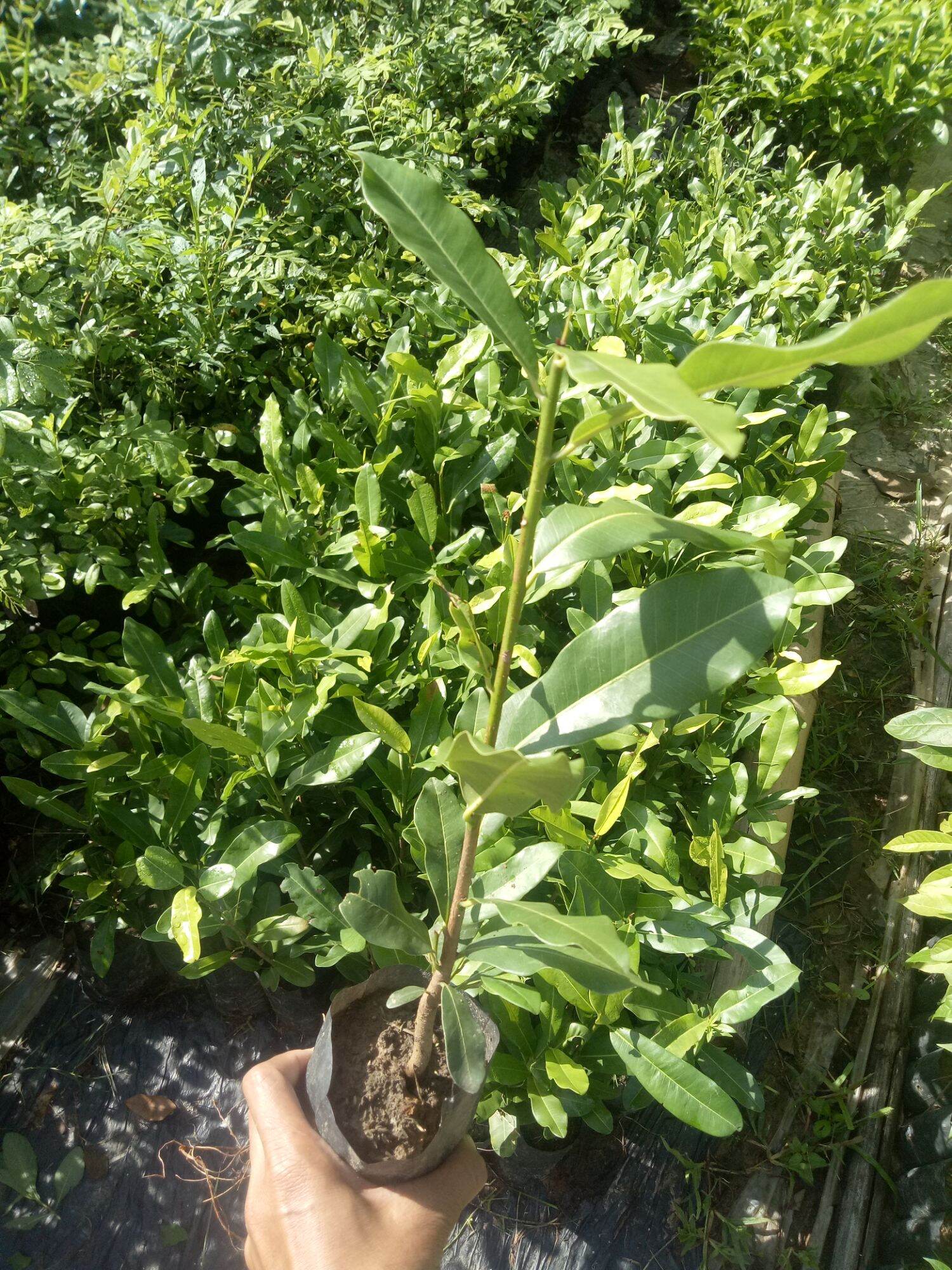 ต้นเกด 20-30เซนติเมตร(ชุด10ต้น250บาท) - Ban Phet Nin Tree - ThaiPick