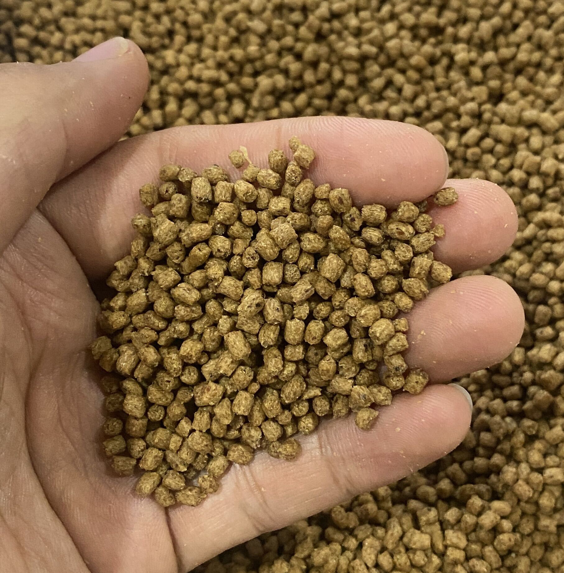 Mazuri Insectivore Diet 1kg (5M6C) มาซูริ อาหารสัตว์กินแมลง เบี๊ยดดรา ...