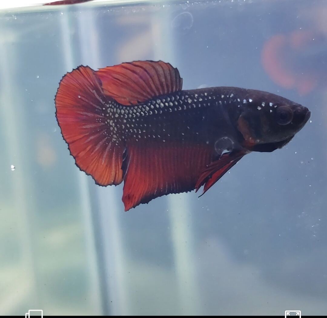 ‼️ โปรถูกสุด ๆ ปลากัดเรดคอปเปอร์ เพศผู้ อายุ 3 เดือน g7 - oni_fish_farm ...