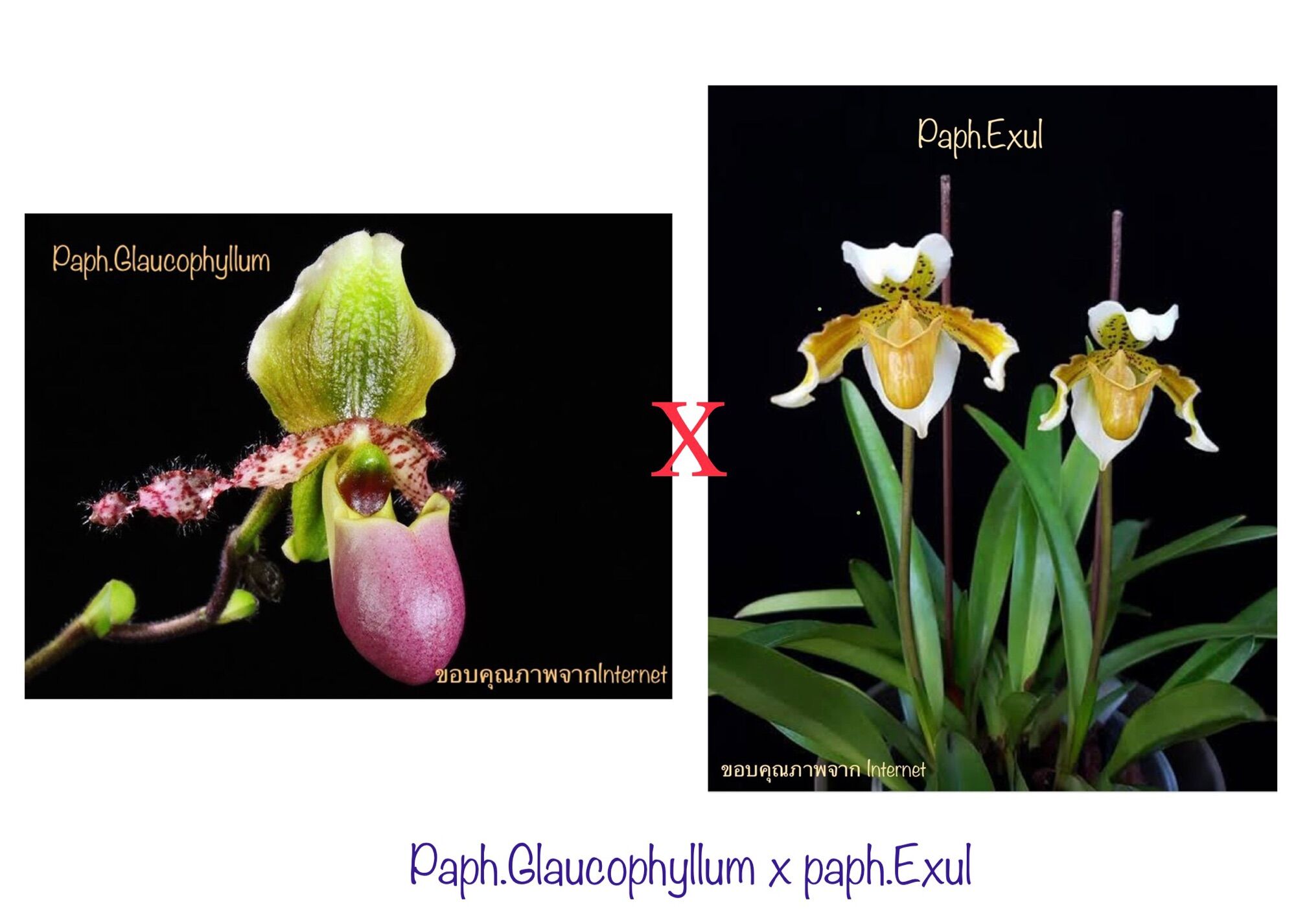 กล้วยไม้รองเท้านารี Paph.glaucophyllum x Paph.exul เป็นไม้เมล็ดเลี้ยงใน ...