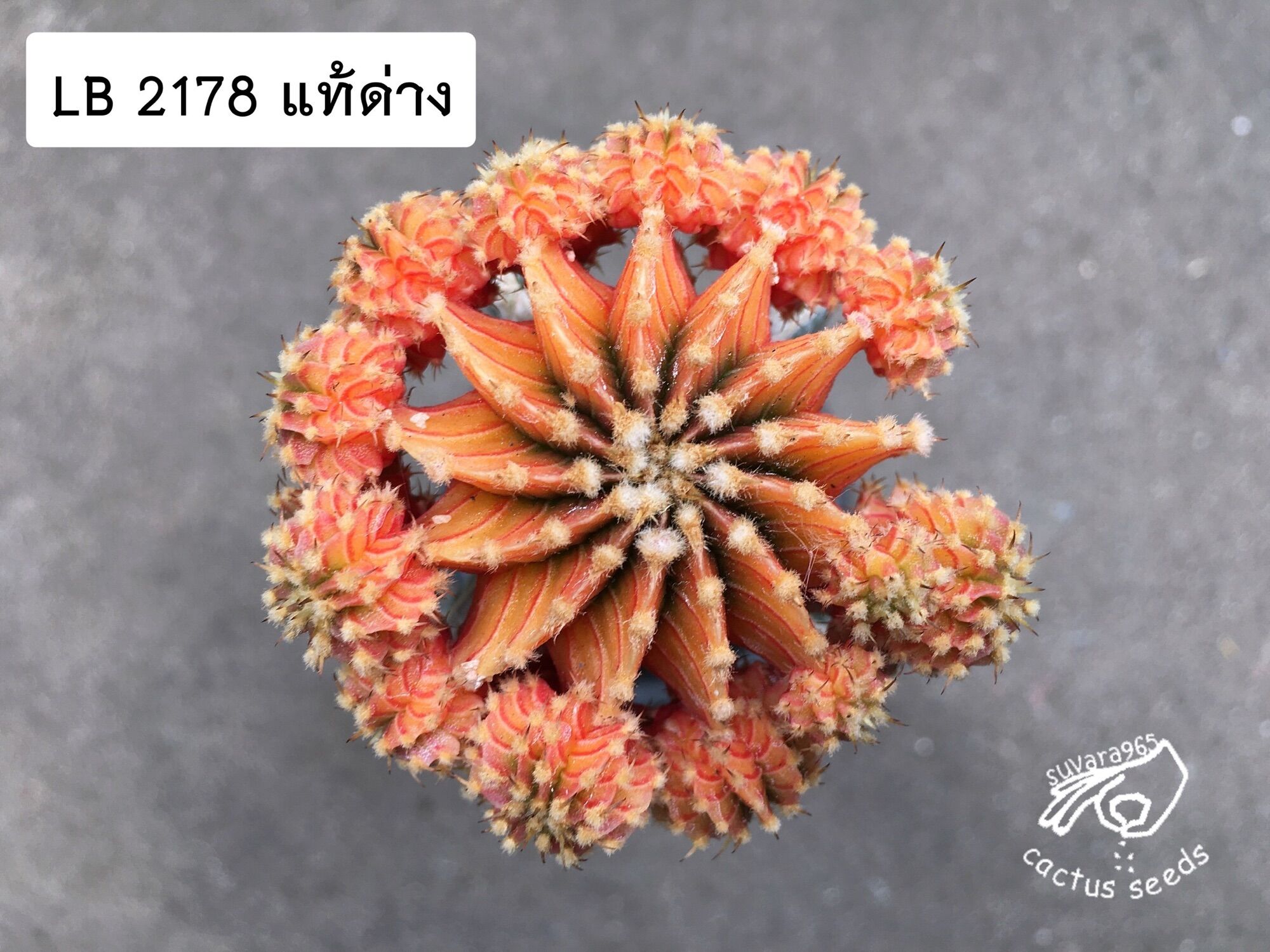 LB2178 แท้100% โปร4.4 ยิมโนLB LBแท้ LB2178แท้ แคคตัส ยิมโน กระบองเพชร ...