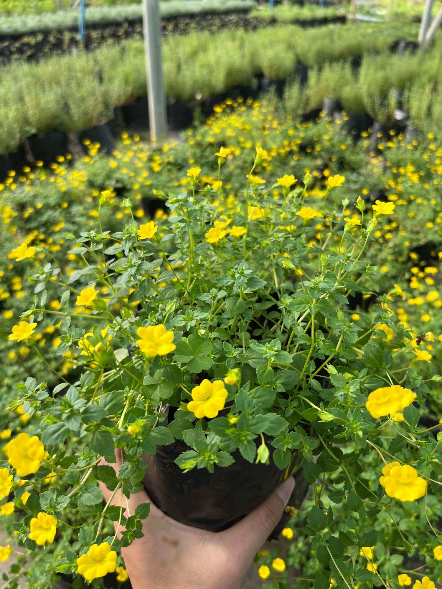 แมคคาโดเนียน/ 4 x8 นิ้ว (Mecardonia) // ติดดอกทุกต้น 🌼🌼 ดอกไม้กินได้ ...