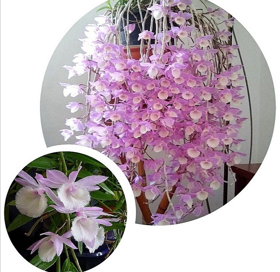 กล้วยไม้เอื้องงวงช้าง กล้วยไม้ป่าดอกสวยหวาน Dendrobium aphyllum (Roxb.) C.E.C.Fisch. | Lazada.co.th