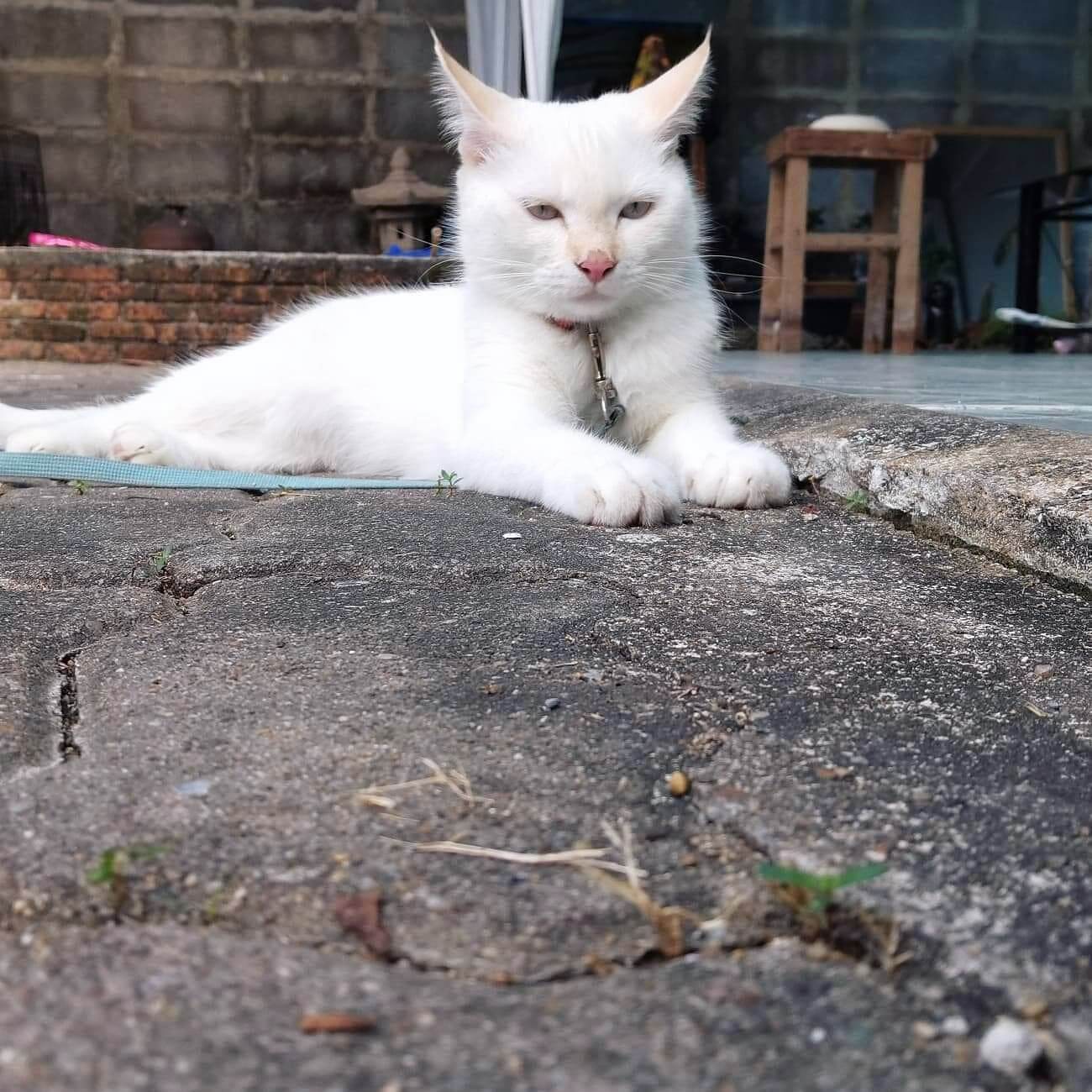 ช้อปออนไลน์ JaPaTiจิปาถะ | Lazada Thailand