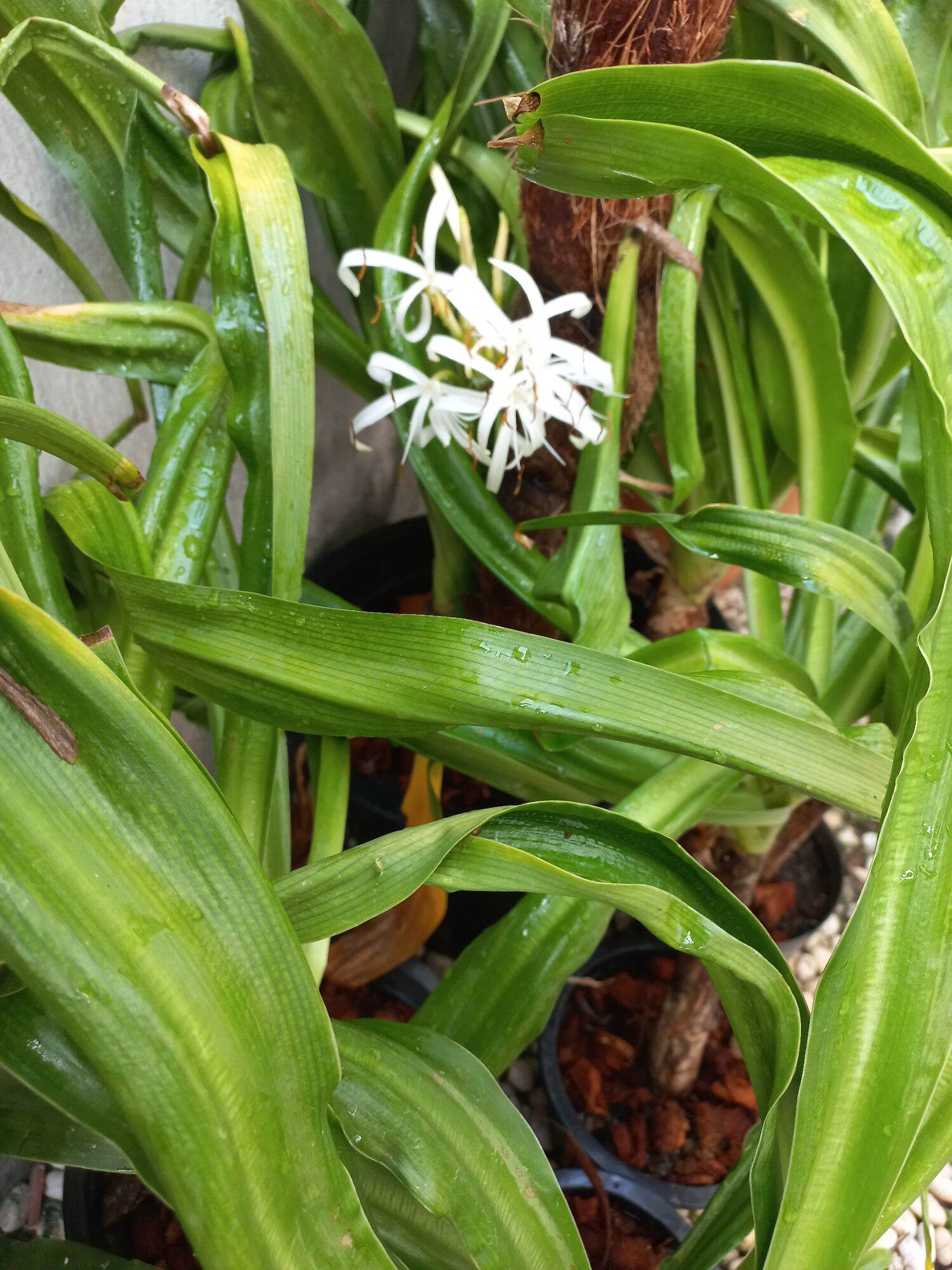 ว่านชัยมงคล เศรษฐีสอดกอดทรัพย์ ไม้มงคล ต้นสูง 30-40 cm. ส่งพร้อมกระถาง ...