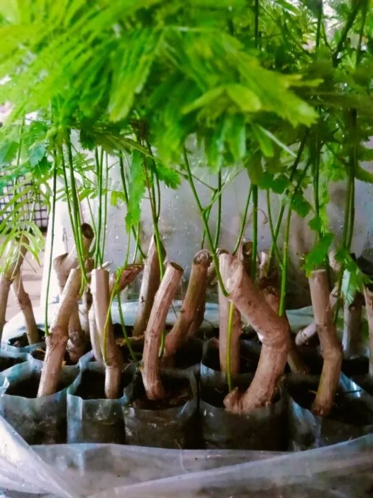 ต้นชะอมหนามน้อยไร้หนาม1ต้น หรือหนามน้อยนิยม🪴ตัดยอดทานขายสร้างรายได้ถูก ...