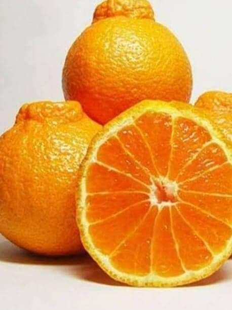 ต้นส้มเดกาปอง ส้มเดโกปอง รสหวานหอม แบบเสียบยอด - red_tree - ThaiPick