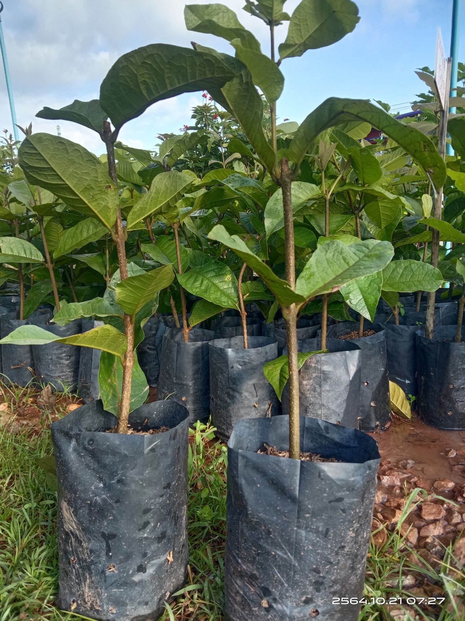 ต้นพวงครามช่อม่วงดอกสีม่วง - Rachanen Tree - ThaiPick