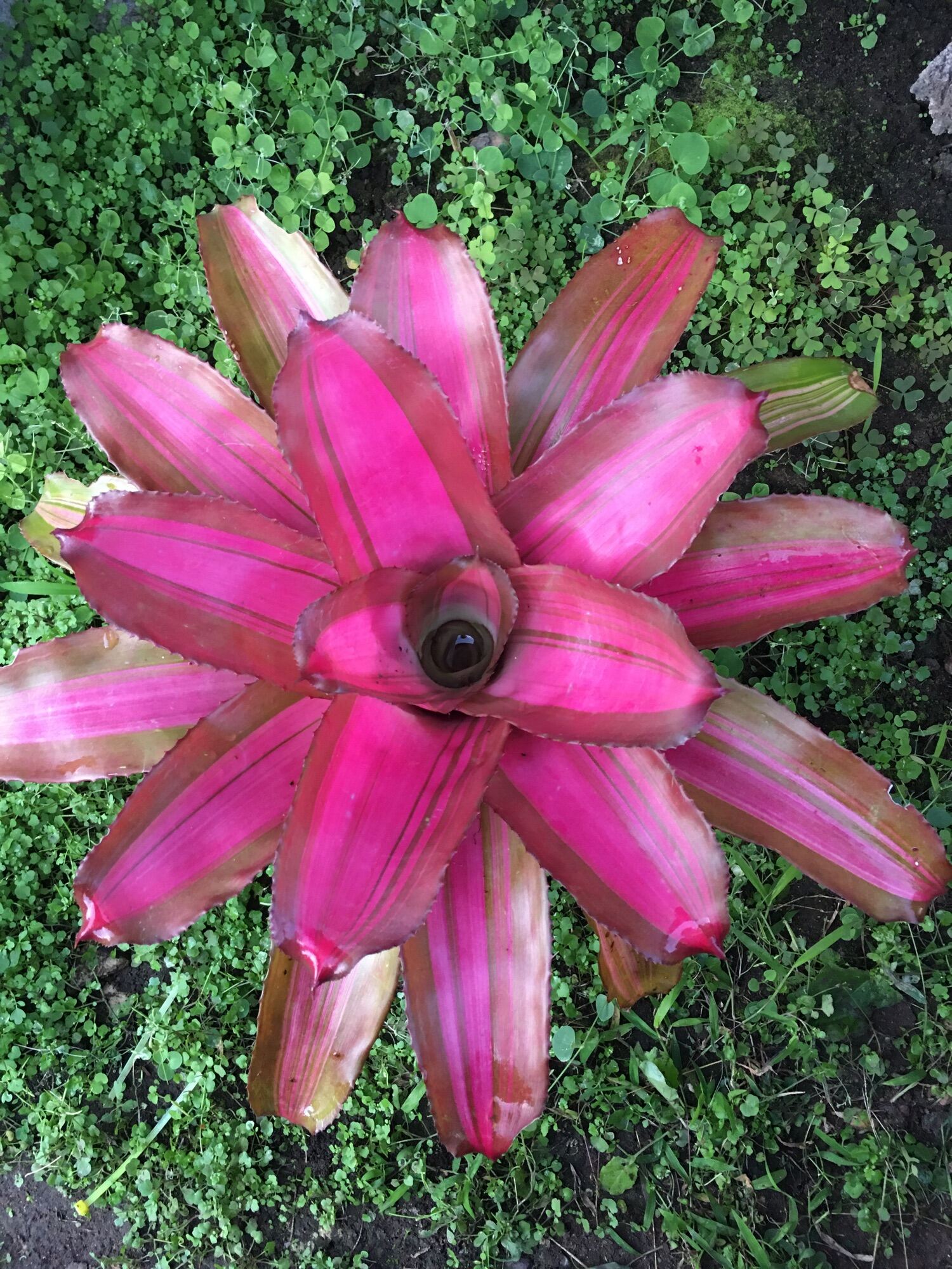 หยาง Neo Yang#สับประรดสี# Bromeliad #ต้นไม้สวยงาม# ไม้ประดับ# ตกแต่งสวน ...