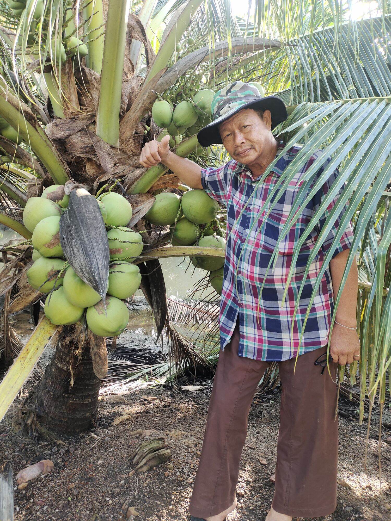 พันธุ์มะพร้าวน้ำหอมบ้านแพ้วต้นเตี้ย แท้100% ไซส์ 40 เซน (สั่งขั้นต่ำ 2 ...