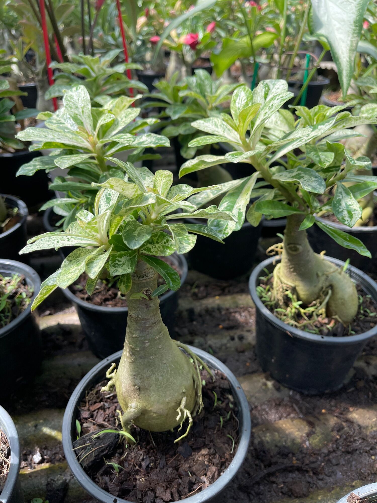 ชวนชมด่าง Adenium obesum (Fosk.) ไม้มงคล พร้อมส่งกระถาง 5-6 นิ้ว ...