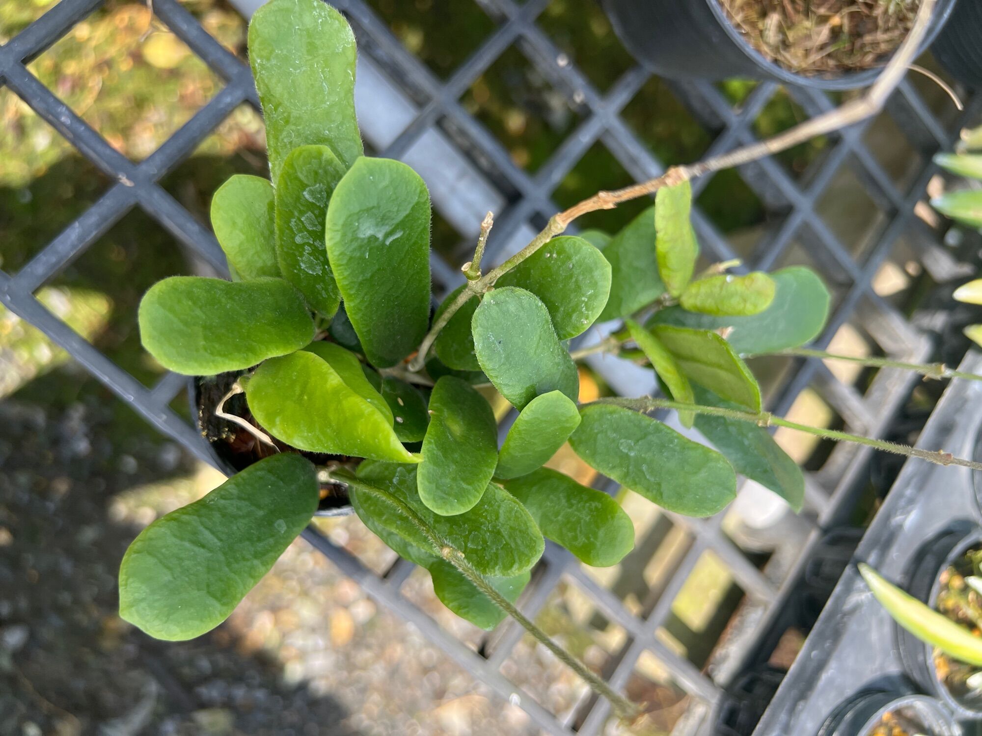 Hoya rotundiflora กระถาง2นิ้ว | Lazada.co.th