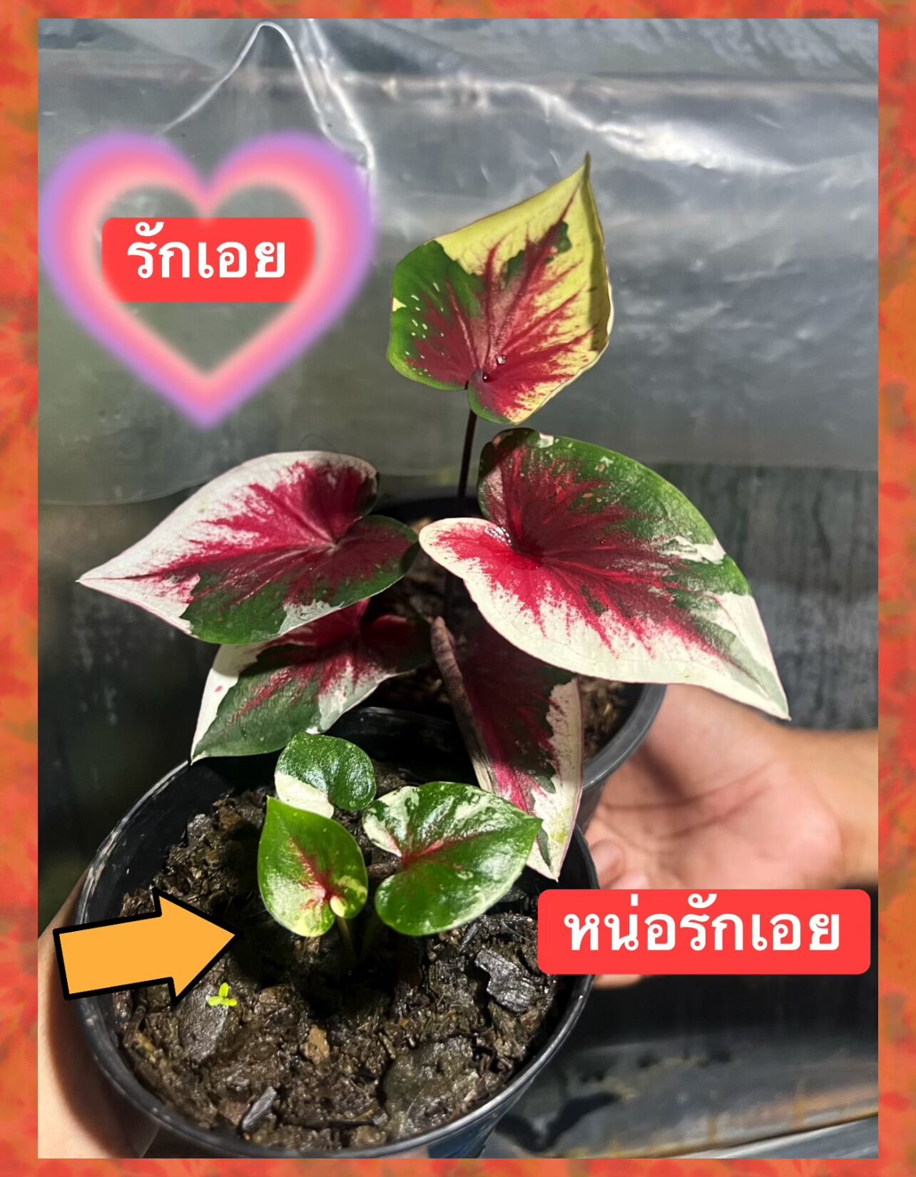 รักเอยบอนสี 💢ไม้แยกหน่อ💢นามว่ารักเอย 💥บอนสีแรร์ๆไอเท็ม💥น้องเป็นไม้แยกหน่อ โตเร็ว ด่างทุกใบ จัด ...