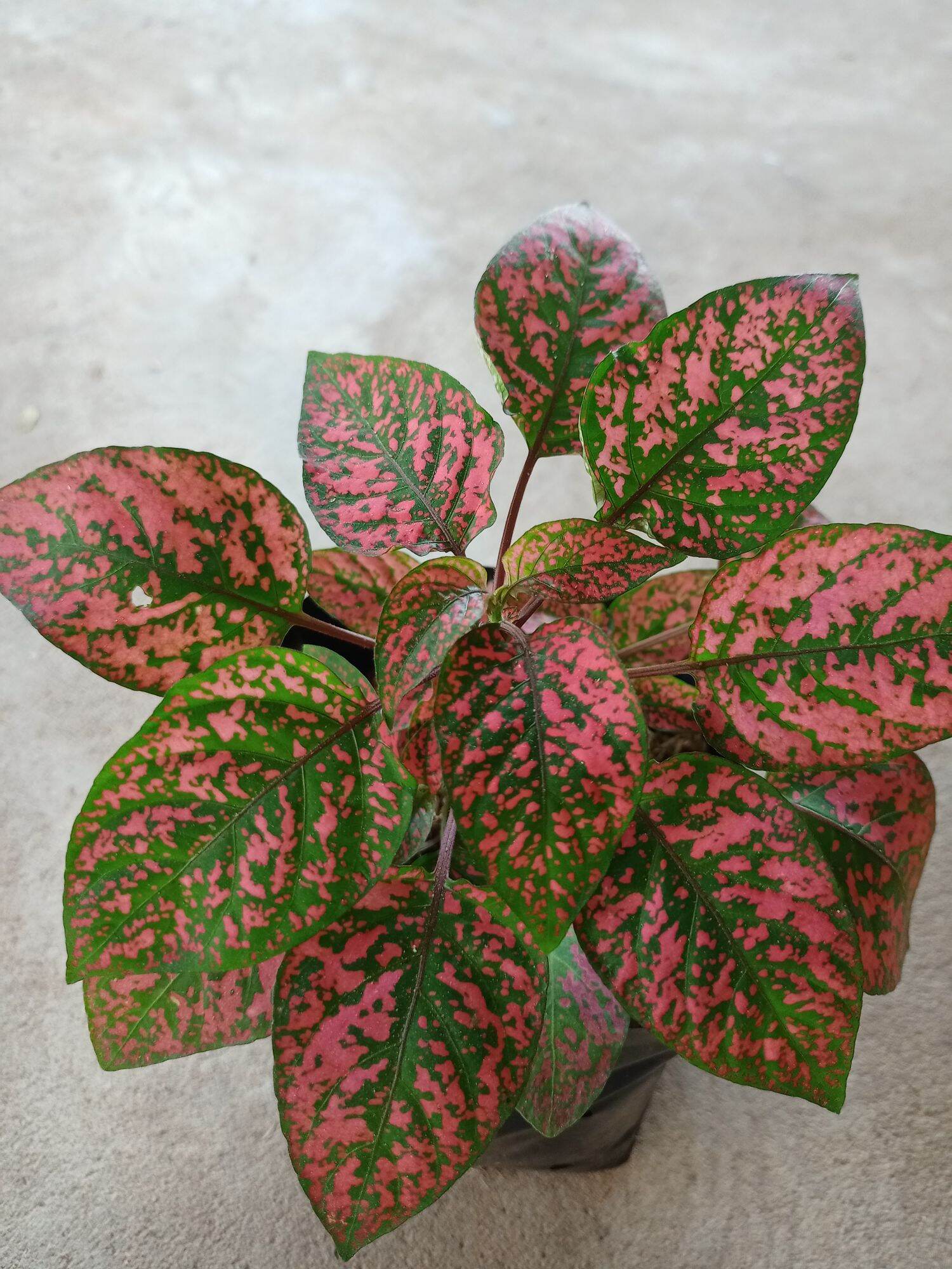 ต้นละอองดาว ไม้พุ่ม ใบสวยลายจุดสีแดง - Soft flower plant - ThaiPick