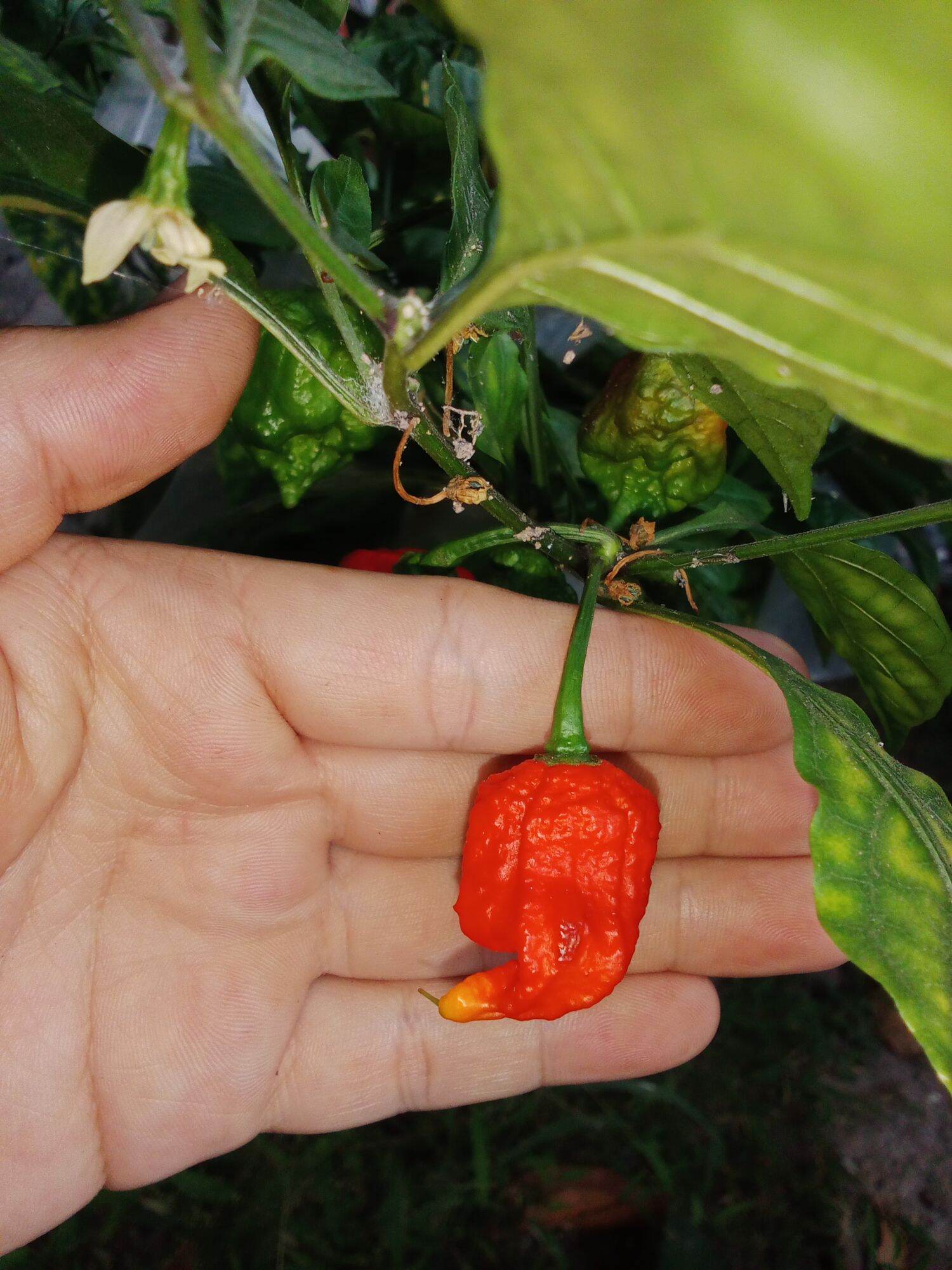 พริกแคโรไลน่า รีพเปอร์(Carolina Reaper)ผลสด | Lazada.co.th