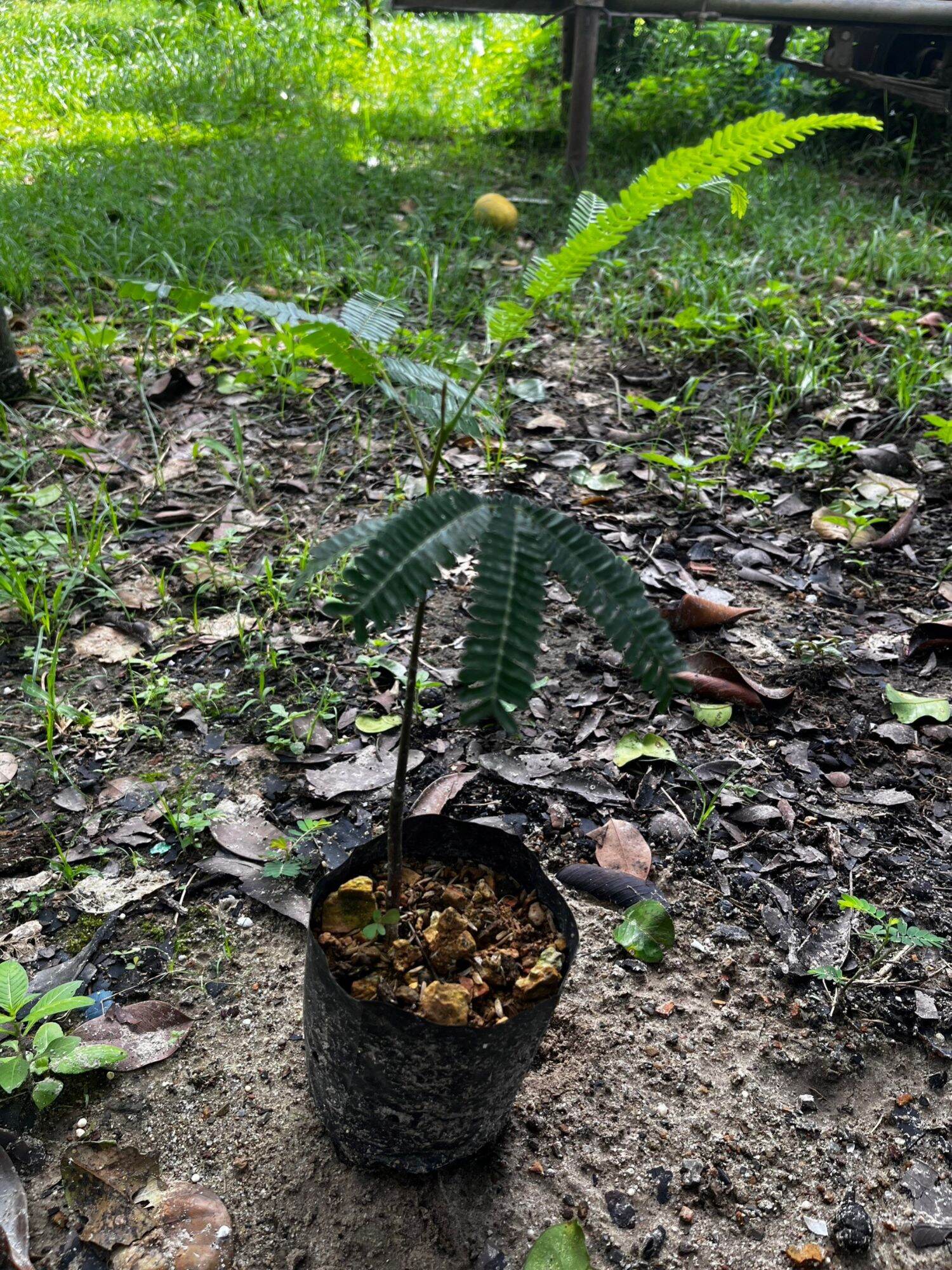 ต้นกล้า สะตอ 40-70cm/ Thai Stink Bean Seedling Ready For Planting ...
