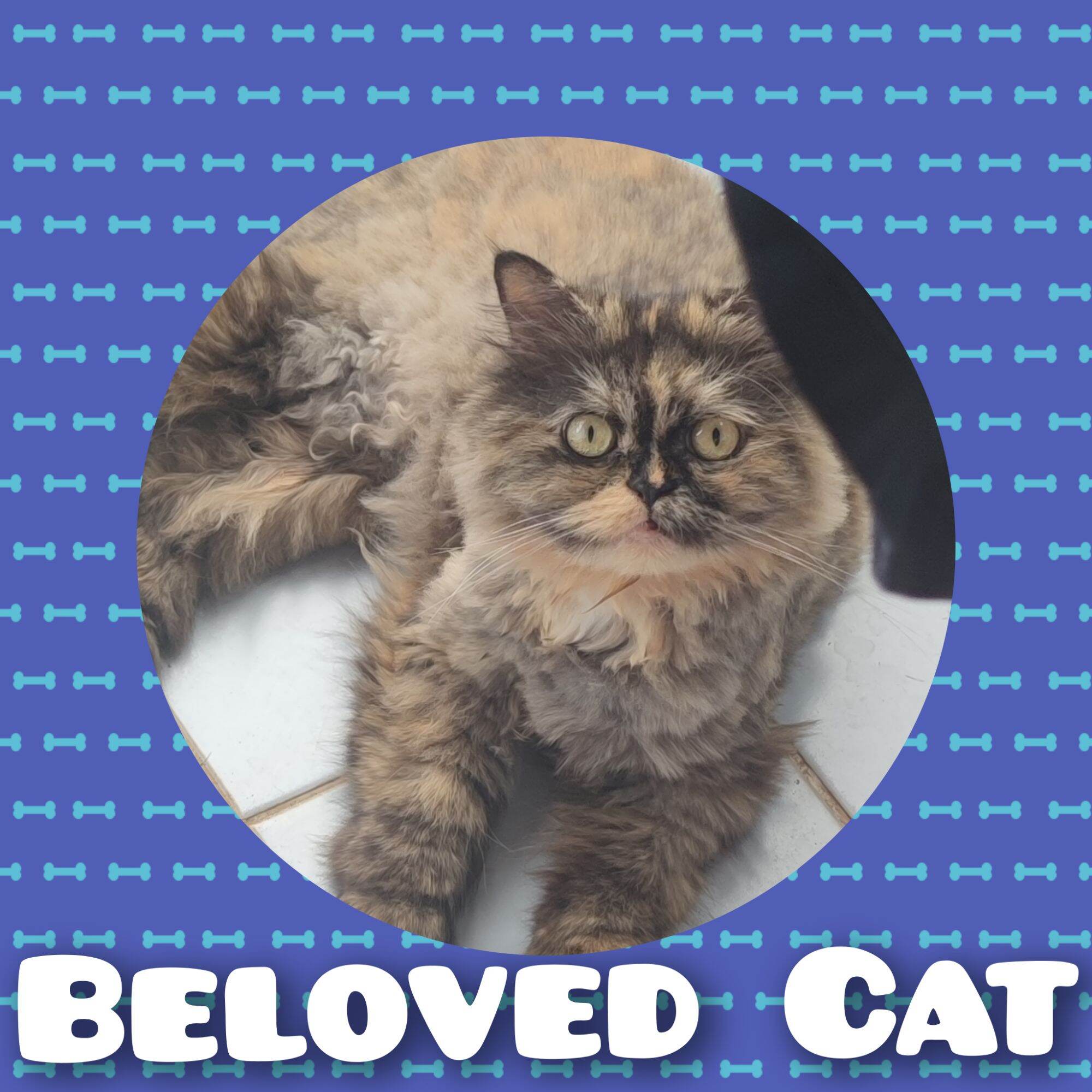 Beloved Cats Shop ประเทศไทย ร้านค้าออนไลน์อย่างเป็นทางการ | ช้อปเลยบน ...