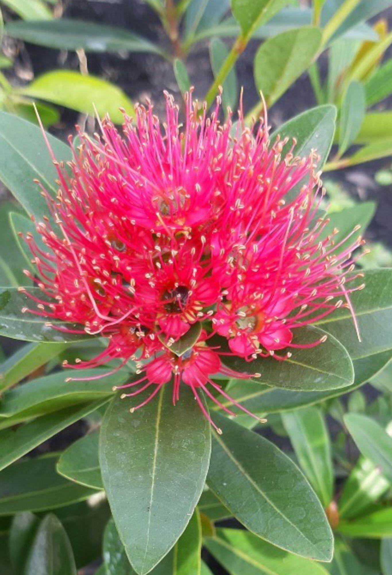 ต้น รักแรกพบ สีชมพู กระถาง 6 นิ้ว - noipunmai market tree - ThaiPick