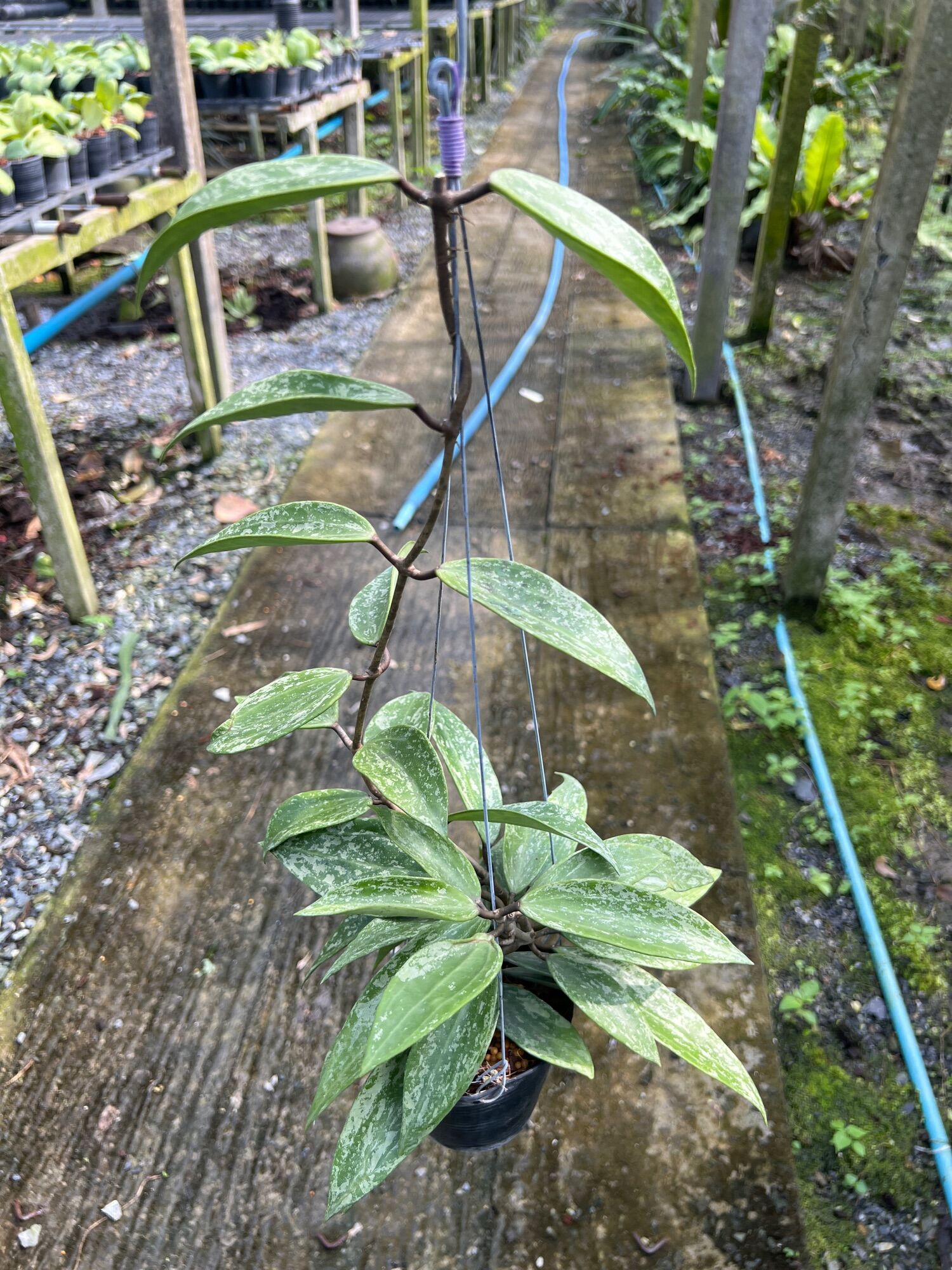 Hoya rangsan splash กระถาง4นิ้ว | Lazada.co.th