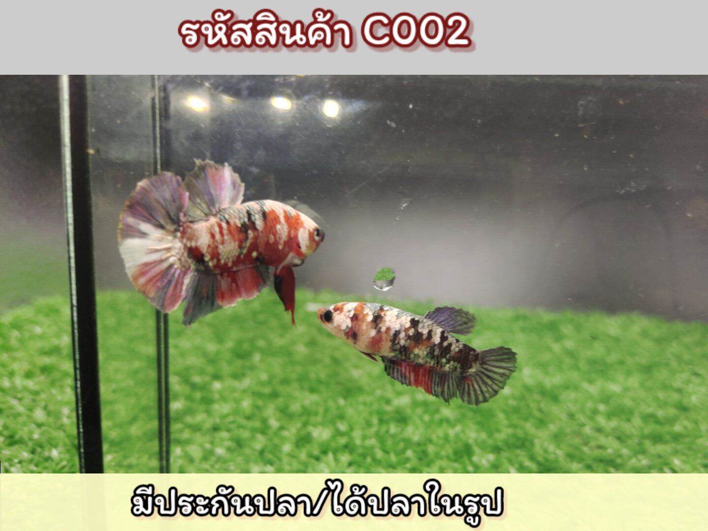 ‼️ โปรถูกสุด ๆ ปลากัดแฟนซี เพศผู้ อายุ 3 เดือน a8 - oni_fish_farm ...