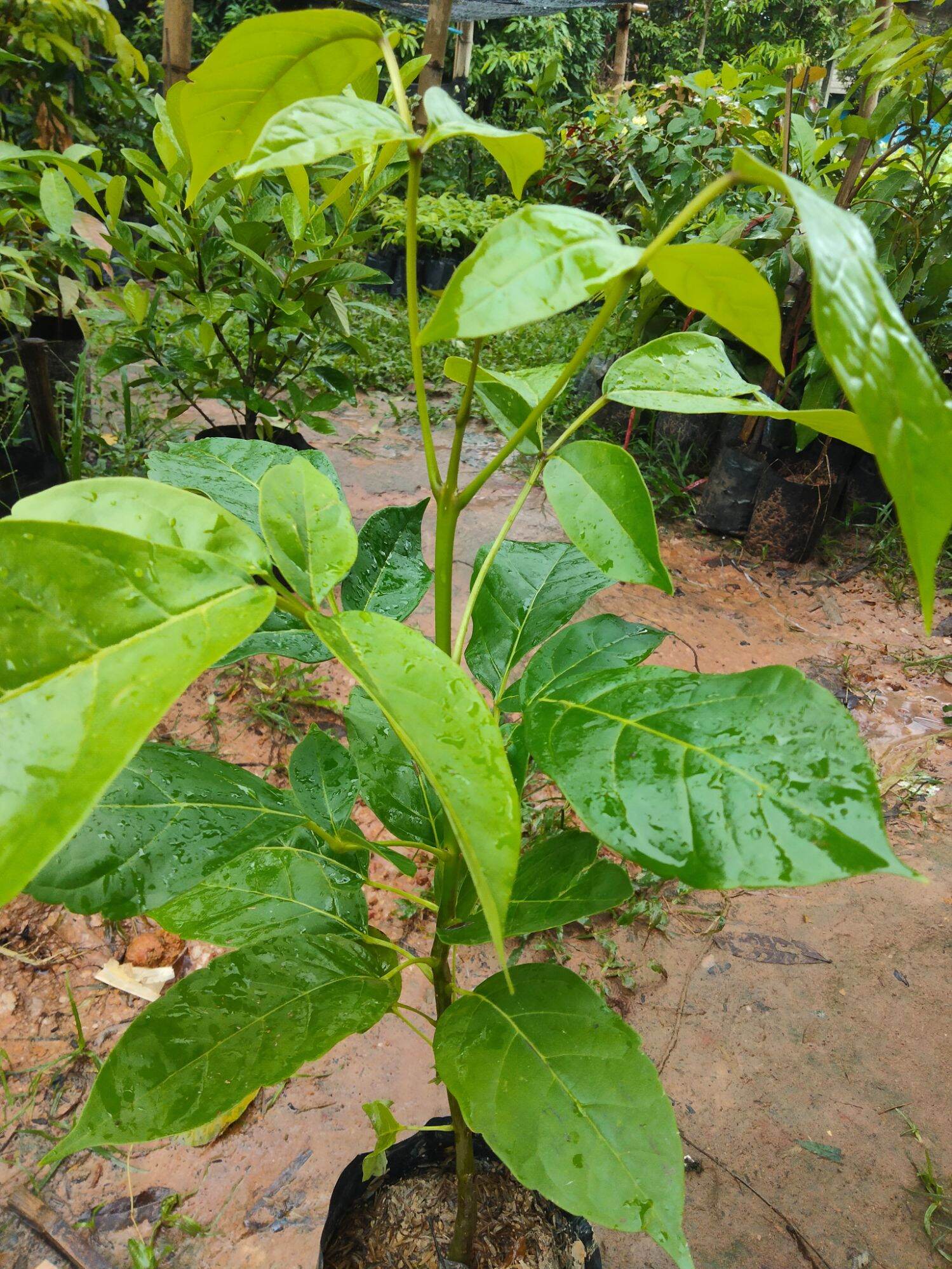 ต้นชมพูพันธุ์ทิพย์ โตเร็ว ดอกสวย ติดดอกดก สูง60-70ซ.ม - red_tree - ThaiPick