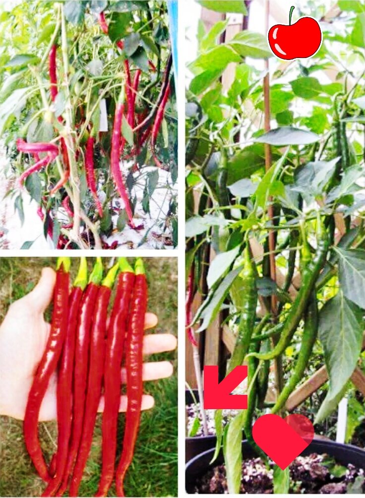 #เมล็ดพันธุ์พริกยาวโจลองบรรจุ100 - 500 เมล็ด🔥🌟🔥 | Lazada.co.th