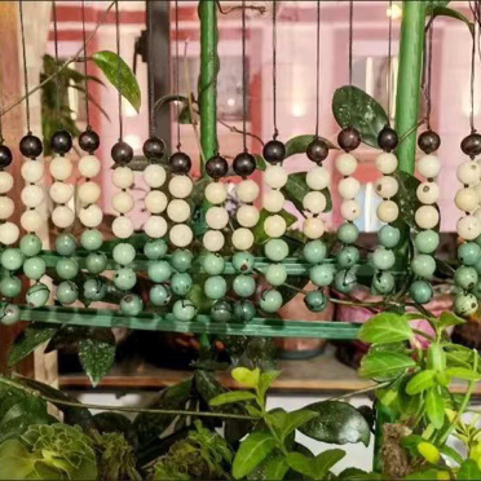 เมล็ดโพธิ์ธรรมชาติ 50g สำหรับทำสร้อยข้อมือสร้อยคอ เจาะแล้ว Natural ...