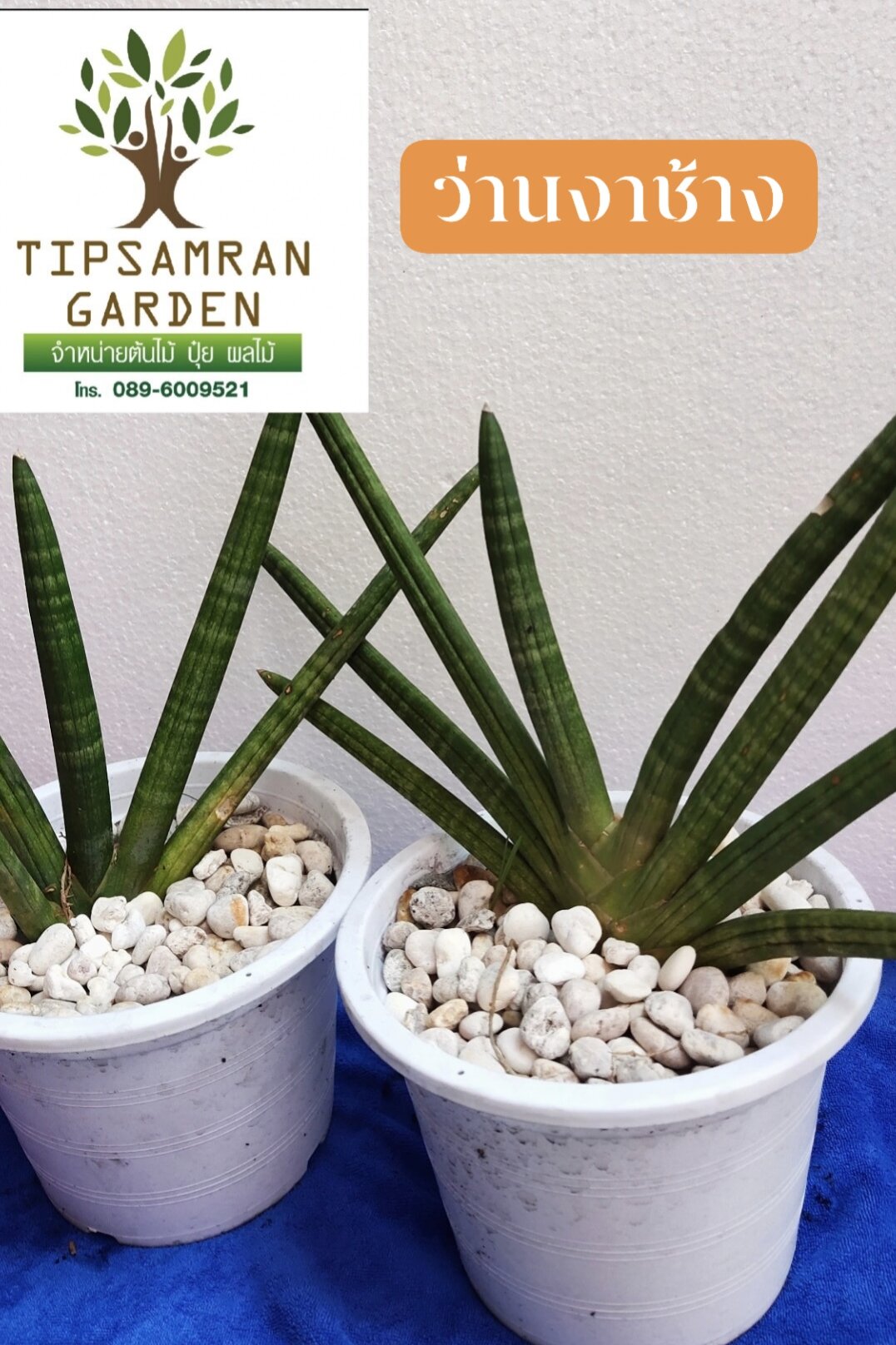 ว่านงาช้าง (Cylindrical snake plant) กระถาง 8 นิ้ว ดูแลง่าย เหมาะสำหรับ ...