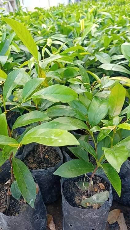 ต้นอิน-จัน กลิ่นหอมหวาน ต้นพร้อมปลูก - red_tree - ThaiPick