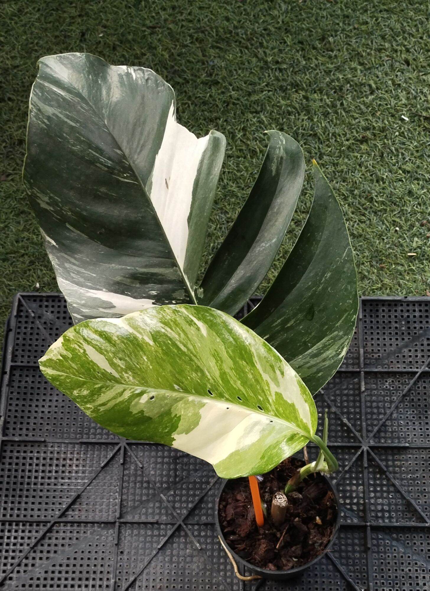 อิพิด่างขาว - Da coffee&tree - ThaiPick