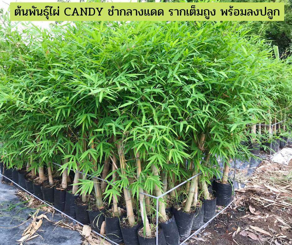 ไผ่เลี้ยงลำด่าง เเคนดี้ ไผ่เลี้ยงลายเเคนดี้ ไผ่เลี้ยง ไผ่ประดับ ไผ่ด่าง ...