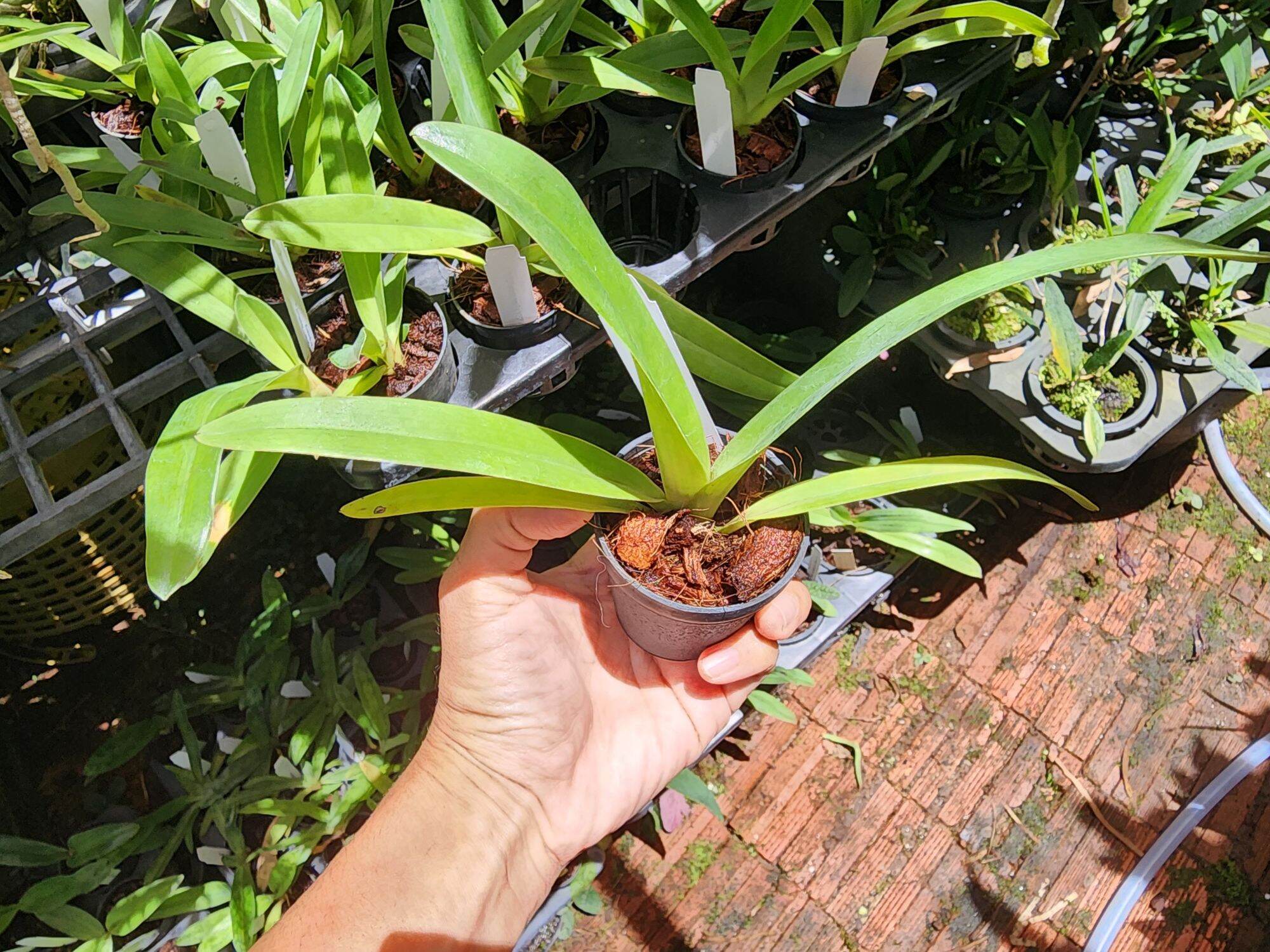 Paph.parishii x Paph.stonei - เก๋เก๋ กล้วยไม้แสนสุข (บ้านและสวน) - ThaiPick