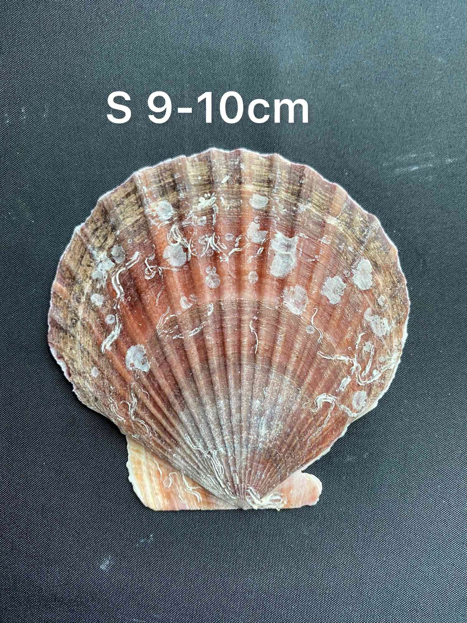 หอยเชลล์แดงตัวใหญ่ large red scallop shell 9-11cm | Lazada.co.th