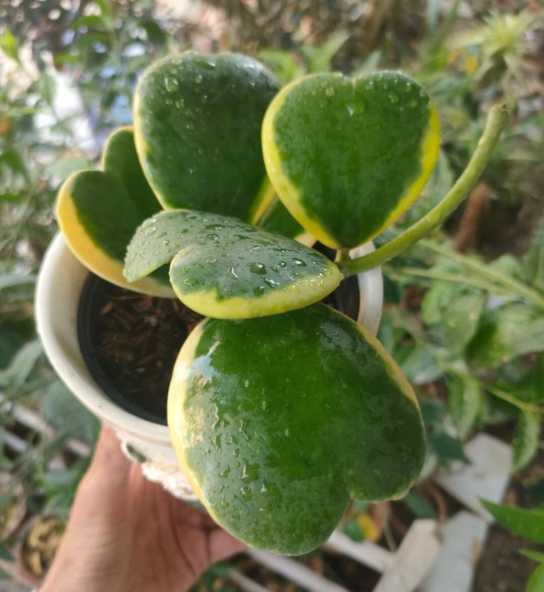 โฮย่า หัวใจด่าง หัวใจทศกัณฐ์ด่าง ชำใบ 1 ใบ จัดส่งทั้งกระถาง - KIMMY PLANT - ThaiPick