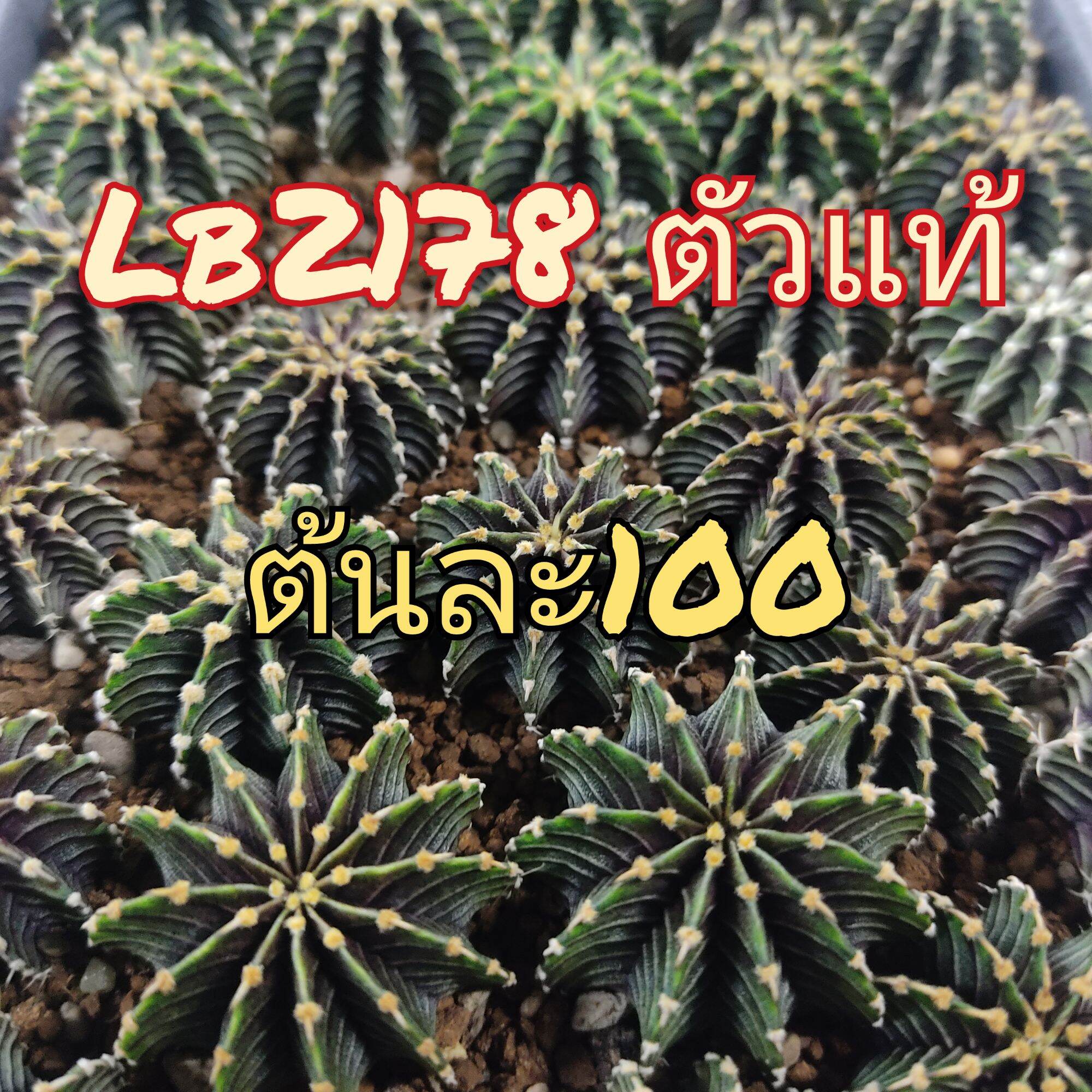 กระบองเพชร CACTUS LB2178 ตัวแท้ คละไซต์ (8-11พู) แม่ค้าขออนุญาตเลือกต้นสวยๆให้นะคะ - กระบองเพชร ...