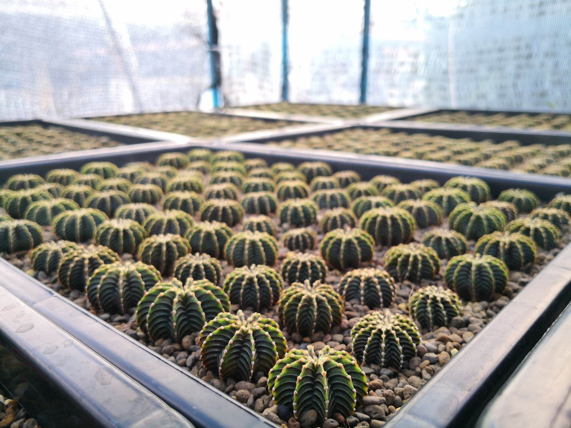 LB2178 LB2178 แท้ | Lazada.co.th