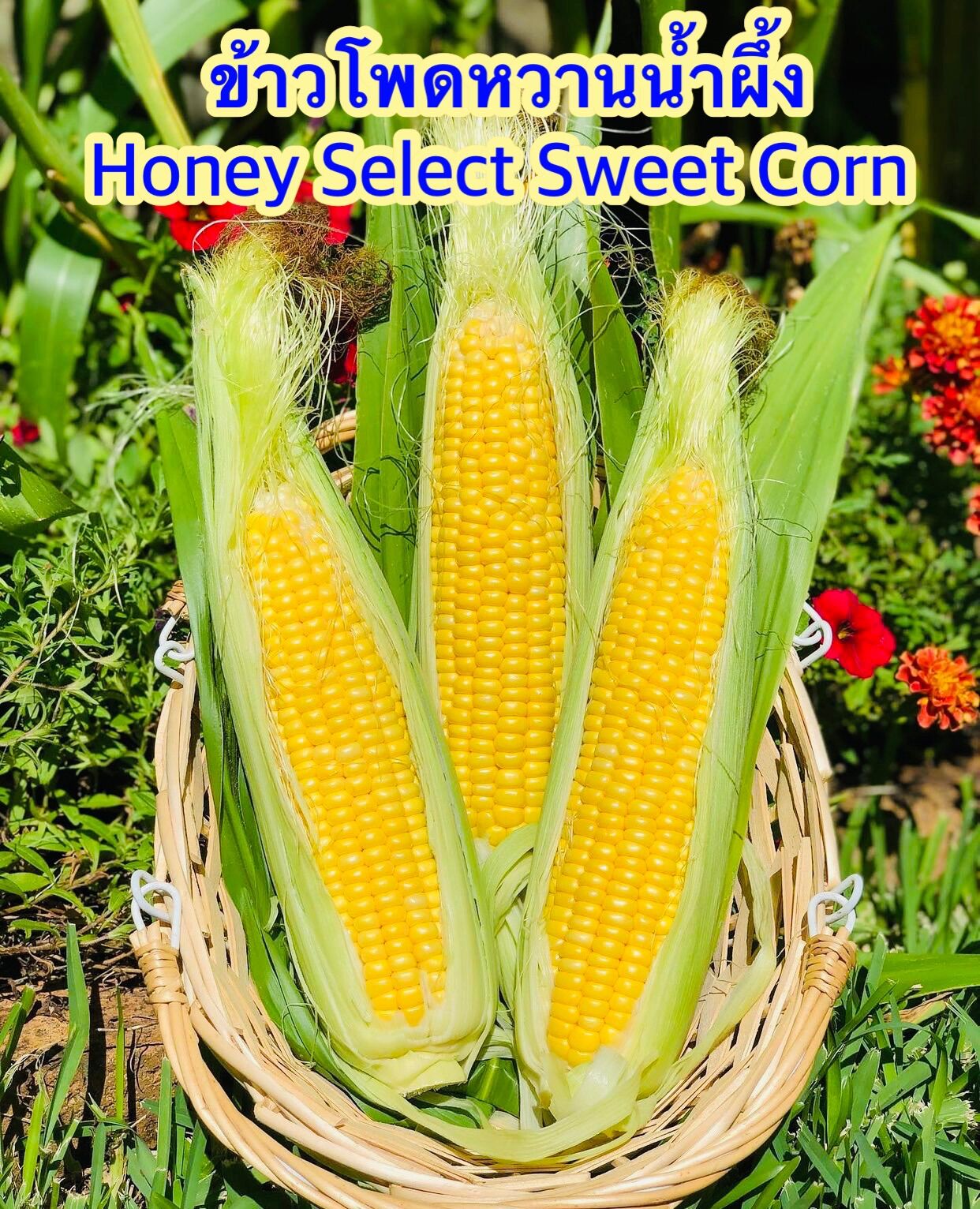 ข้าวโพดหวานน้ำผึ้ง - Honey Select Sweet Corn เมล็ด คุณภาพดี ของแท้ 100% ...