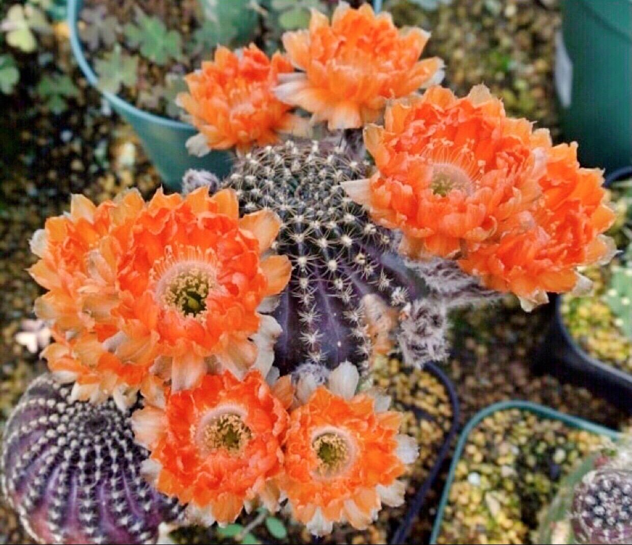 โลบิเวียผิวม่วงดำ ดอกสวยมาก ไม้หายากน่าสะสม Lobivia napina - Lookma ...