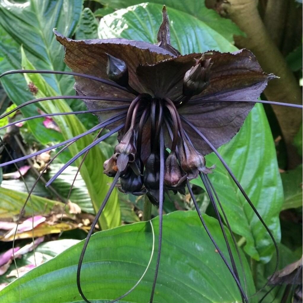 Tacca Chantrieri หรือ ว่านค้างคาวดำ ไม้ดอกสะสม ลักษณะดอกที่เด่น ชัด และ ...