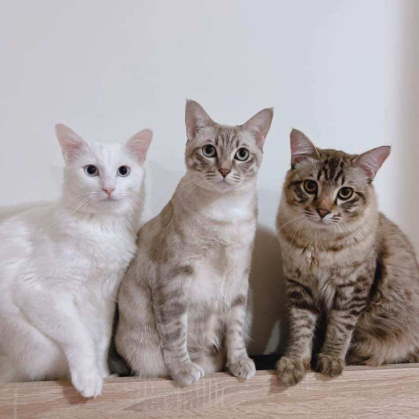Chibi Pet Shop ประเทศไทย ร้านค้าออนไลน์อย่างเป็นทางการ | ช้อปเลยบน Lazada